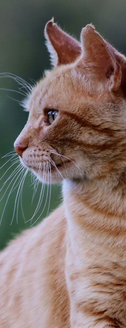 Deciding When To Euthanize A Cat: What You Need To Know