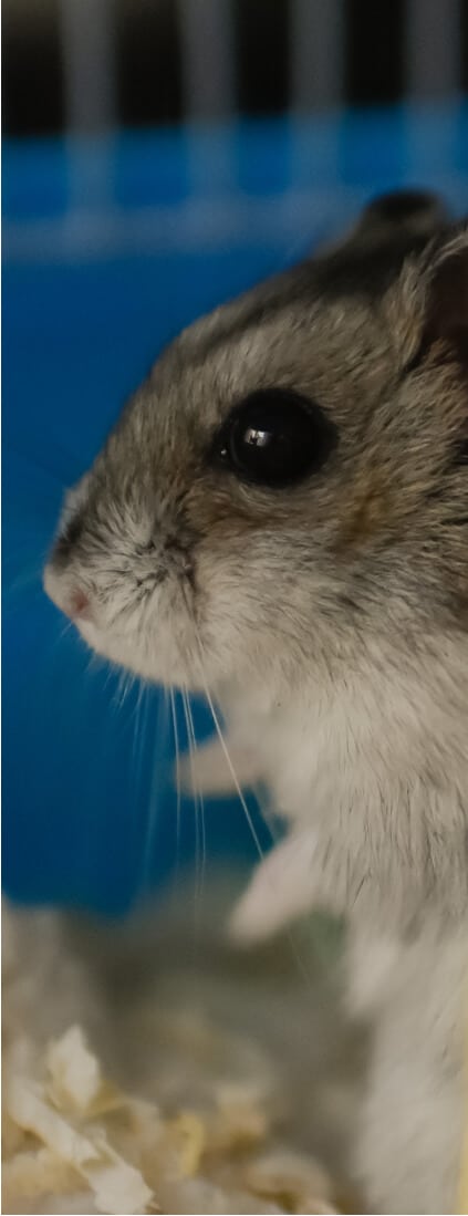 When To Euthanize A Dog With A Brain Tumor: Recognizing The Signs