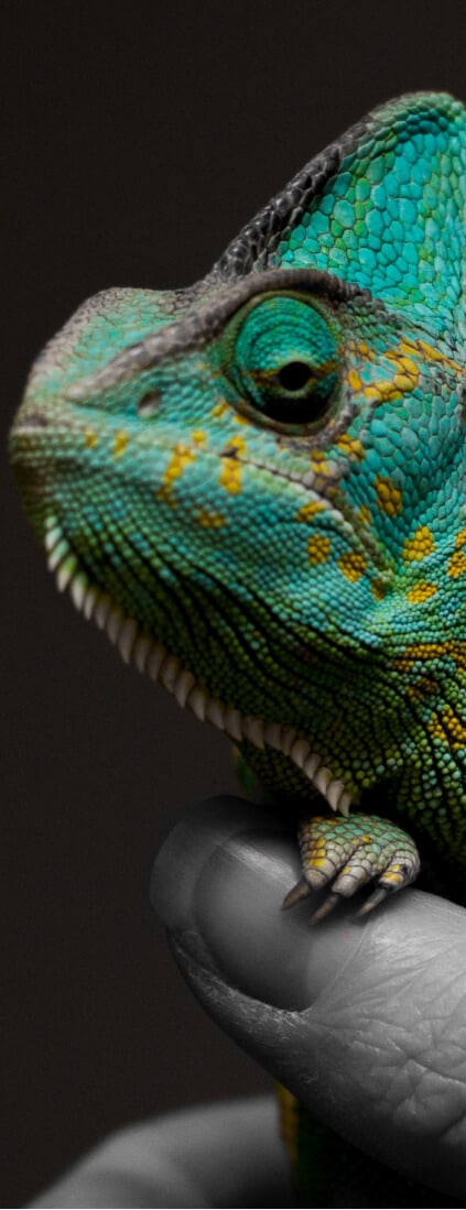 Deciding When To Euthanize A Cat: What You Need To Know