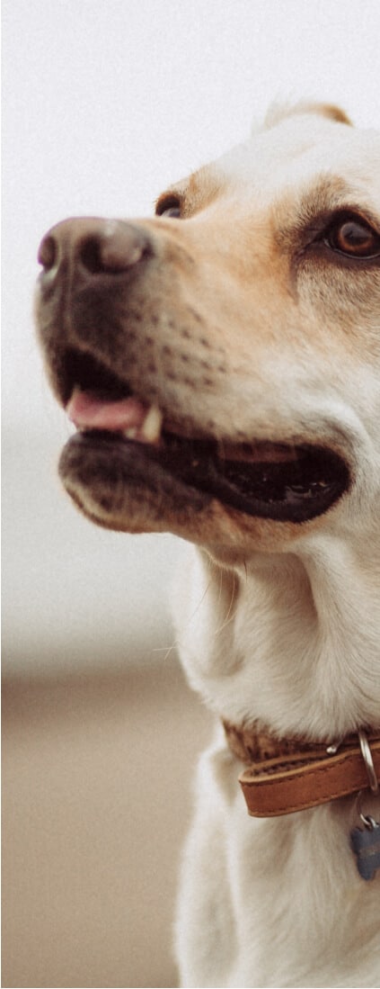 10 Signs That Your Dog Is Dying And What To Do About It