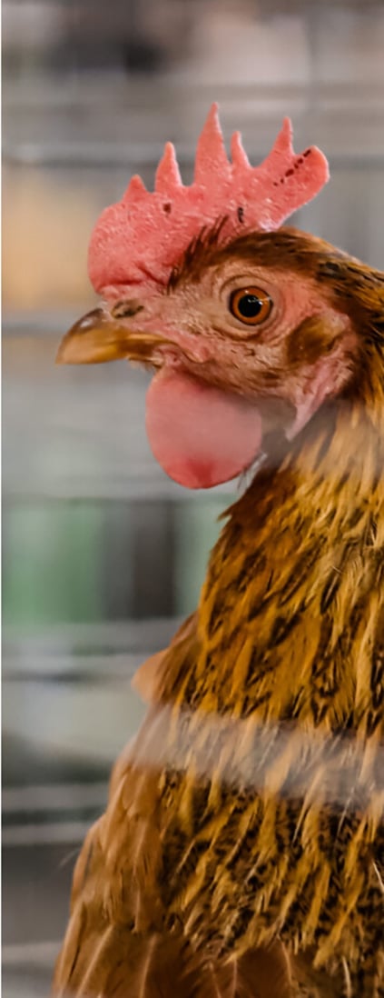 Deciding When To Euthanize A Cat: What You Need To Know