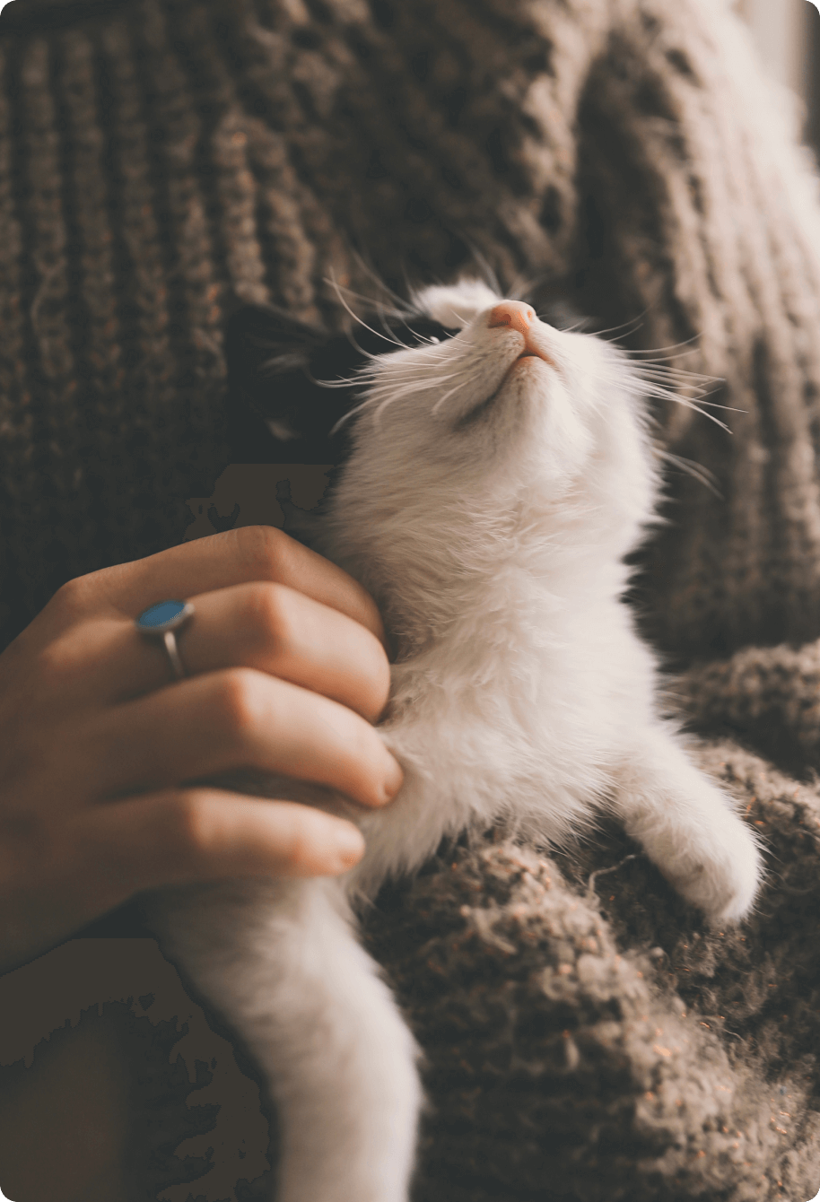 Pet Euthanasia And Cremation For Residents In Tigard, OR ...