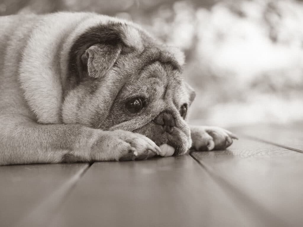 10 Signs That Your Dog Is Dying And What To Do About It