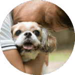 GOLPP Vs Laryngeal Paralysis In Dogs: End-Stage Signs And Considerations