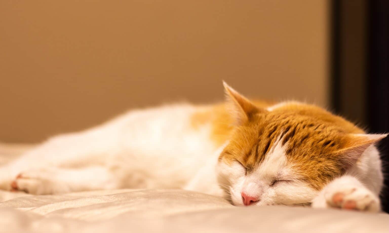 Regret Putting Cat To Sleep? You’re Not Alone.