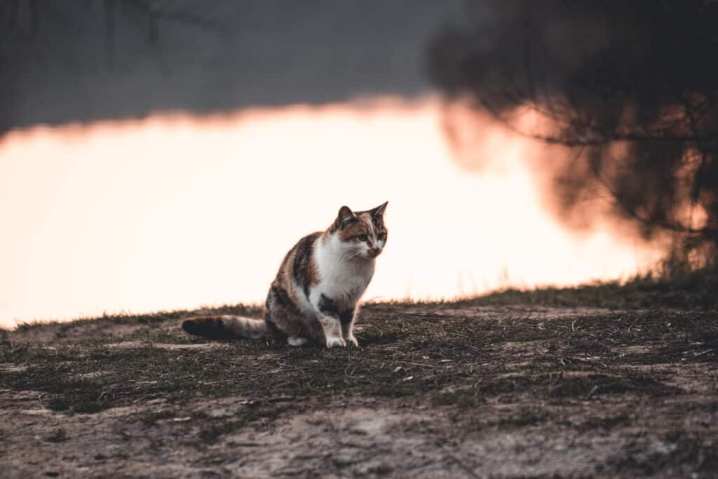 When To Euthanize A Cat With Feline Leukemia