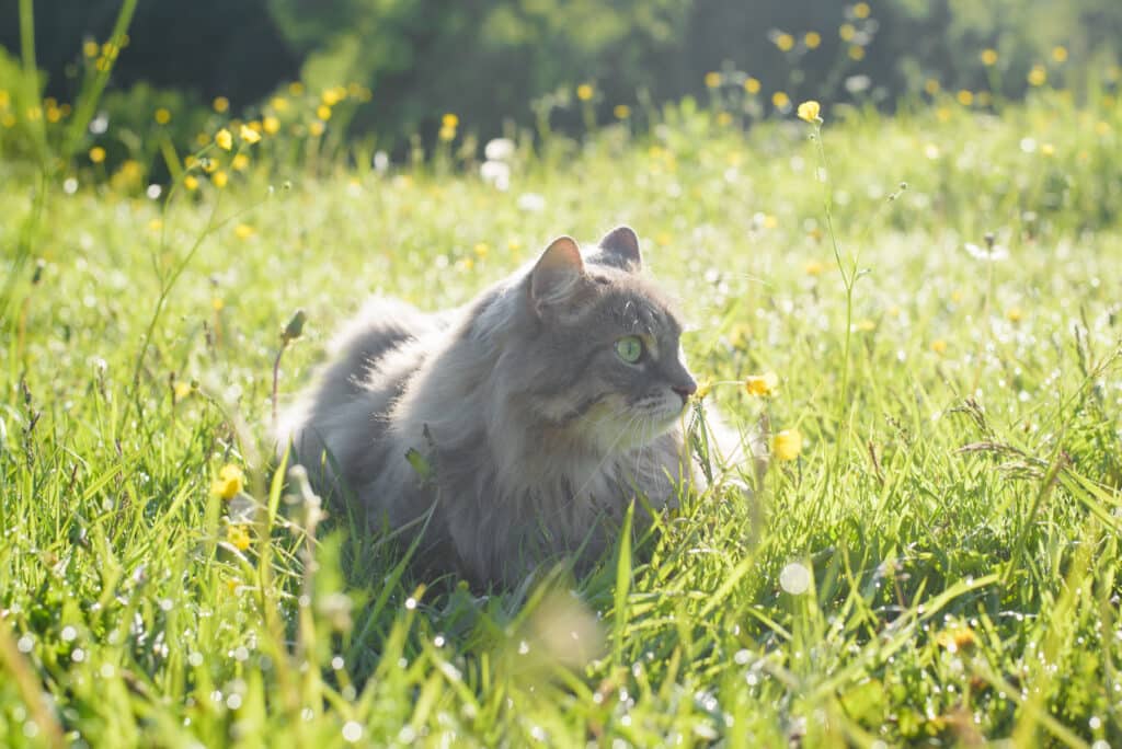 Deciding When To Euthanize A Cat: What You Need To Know